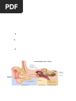 Otoscopia Normal | PDF | Oído | Anatomía