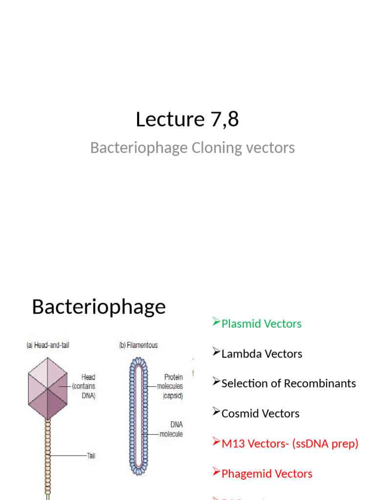 Bacteriophage Cloning Vectors Overview | PDF | Bacteriophage | Plasmid