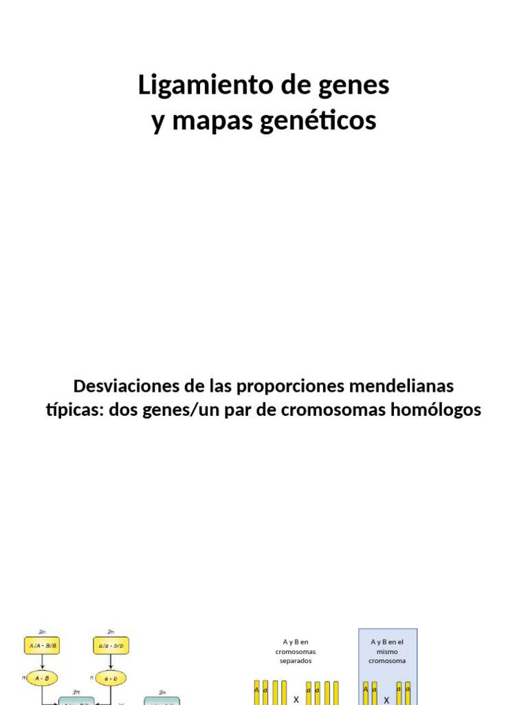 Ligamiento Genético y Mapas de Genes | PDF | Cromosoma | Genética molecular
