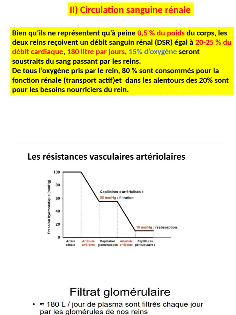 Circulation et filtration rénale | PDF | Vaisseau sanguin | Rein