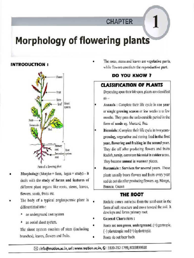 Morphology of Flowering Plants | PDF
