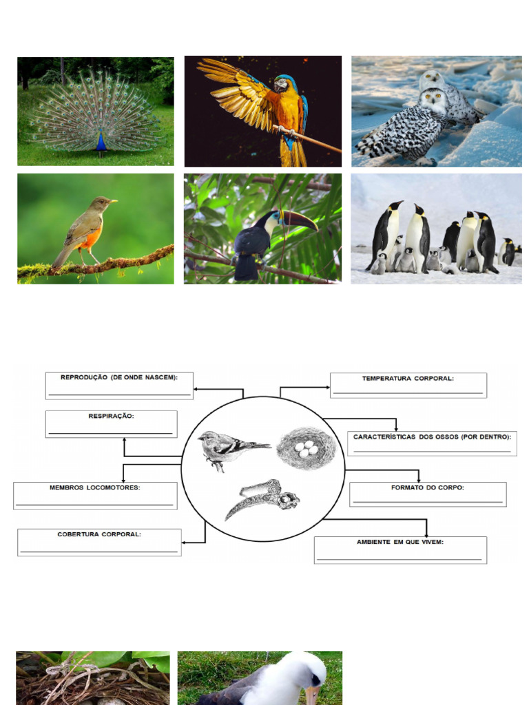 Características das Aves e Voo | PDF | Aves | Asa