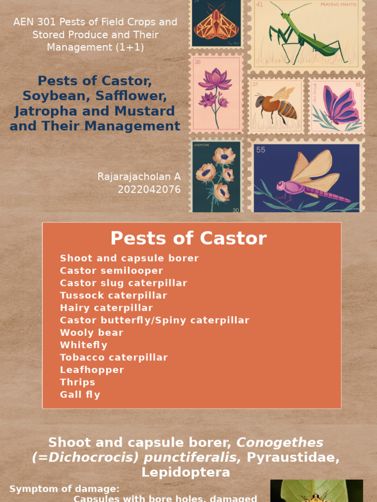 Management of Castor Slug Caterpillar | PDF | Pupa | Lepidoptera