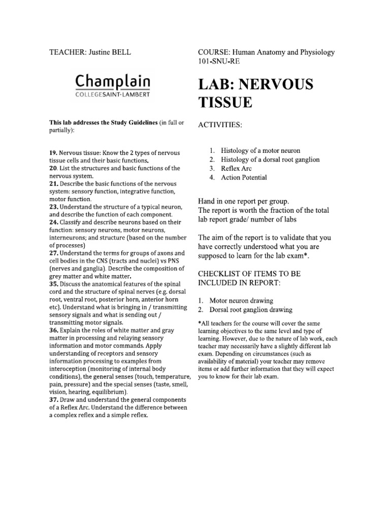 Nervous Tissue Lab | PDF