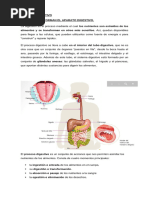 Digestión: Bolo, Quimo y Quilo | PDF | Digestión | Tracto gastrointestinal
