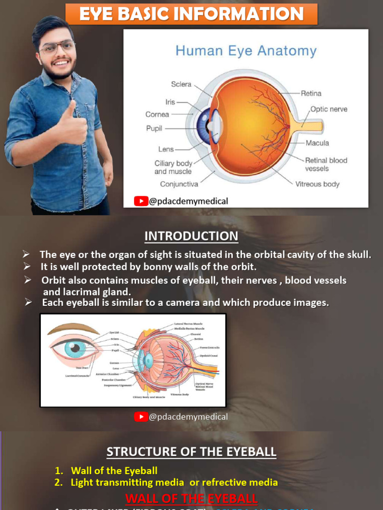 Ocular Muscles and Eye Structure Overview | PDF | Human Eye | Cornea
