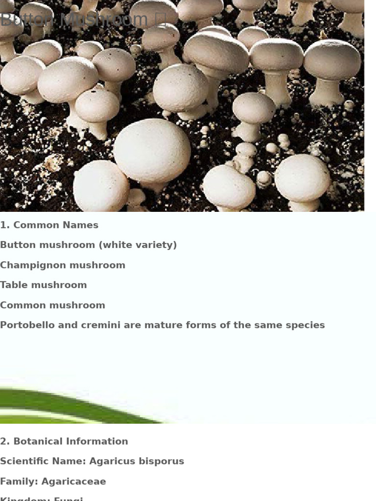Button Mushroom Guide: Varieties & Benefits | PDF | Mushroom