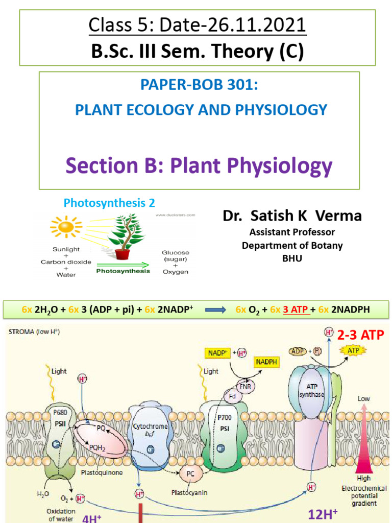 Plant Physiology: Photosynthesis Overview | PDF | Photosynthesis | Plants