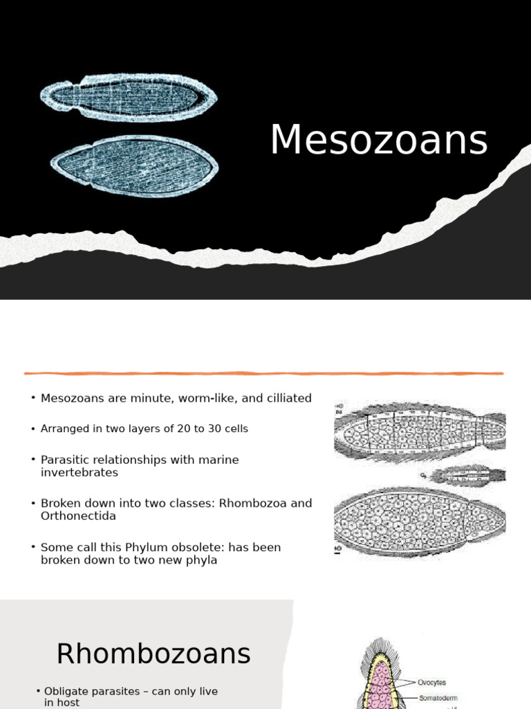 Mesozoans: Rhombozoa and Orthonectida | PDF