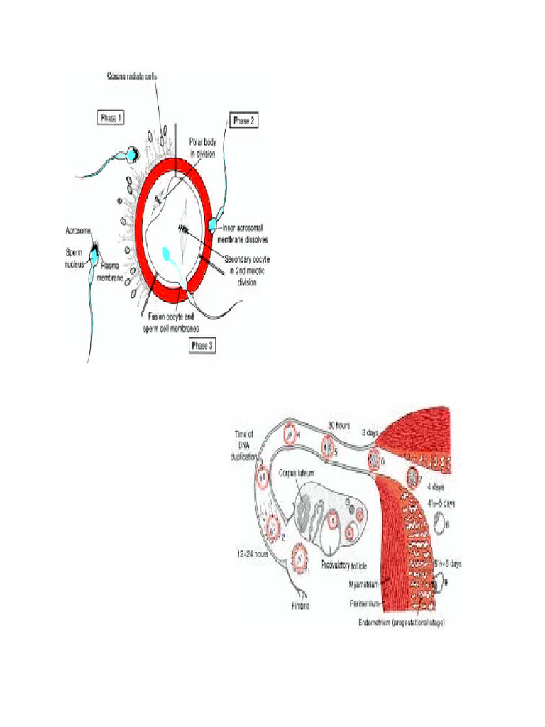 General Embryology 2 Early Development | PDF | Anatomy | Developmental Biology