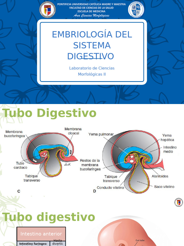 Embriología del Sistema Digestivo | PDF | Páncreas | Tracto ...