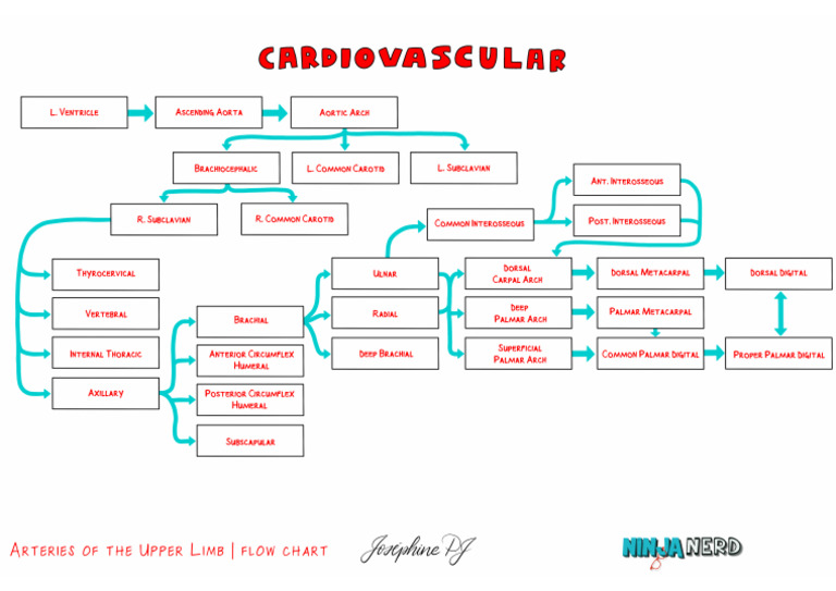Circulatory System) Arteries of The Upper Limb - Flow Chart - Key | PDF