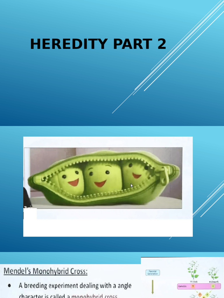 Heredity Part 2 | PDF