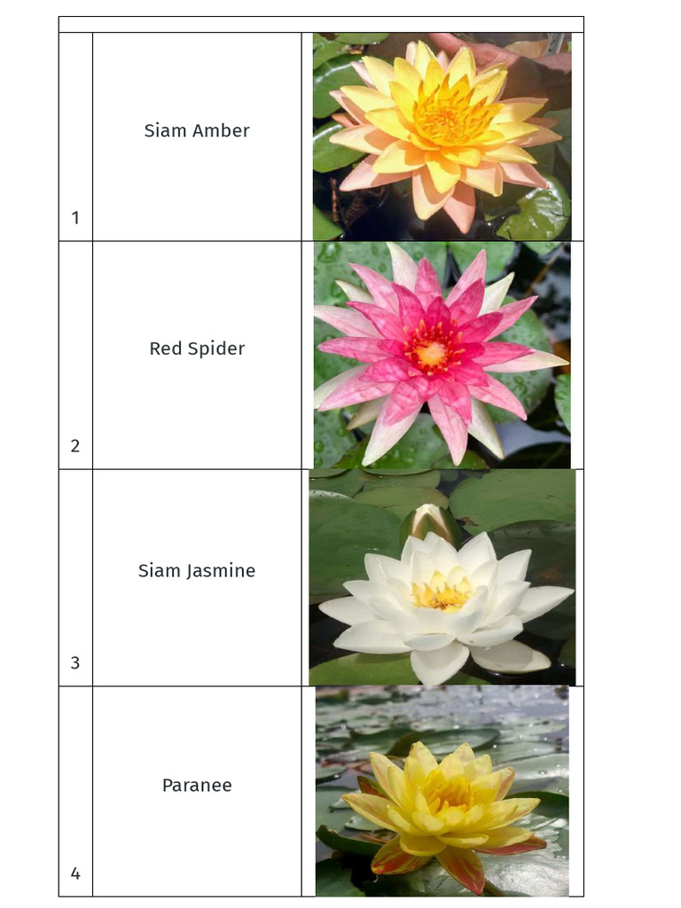 Catlog Hardy Water Lily | PDF