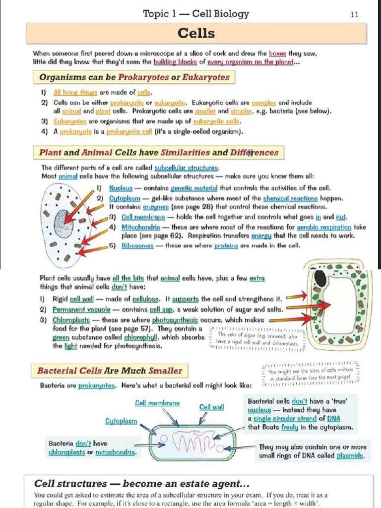 Cells, Specialized Cells and Level of Organization | PDF