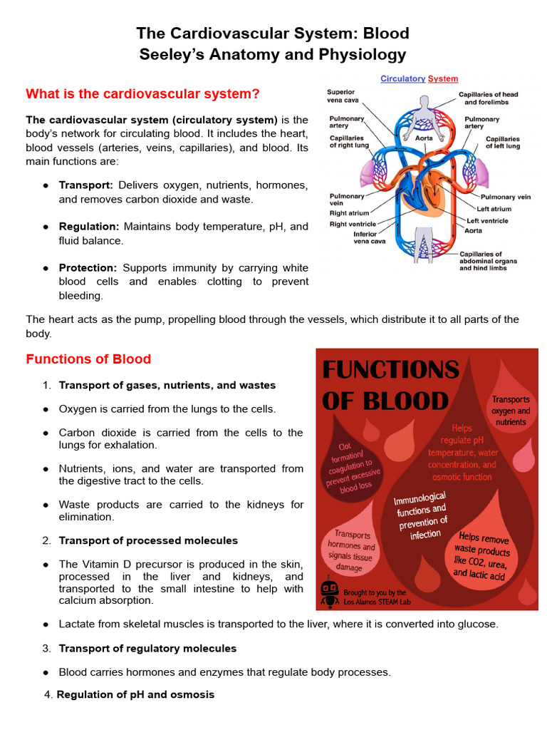 Overview of the Cardiovascular System | PDF | Circulatory System | Blood