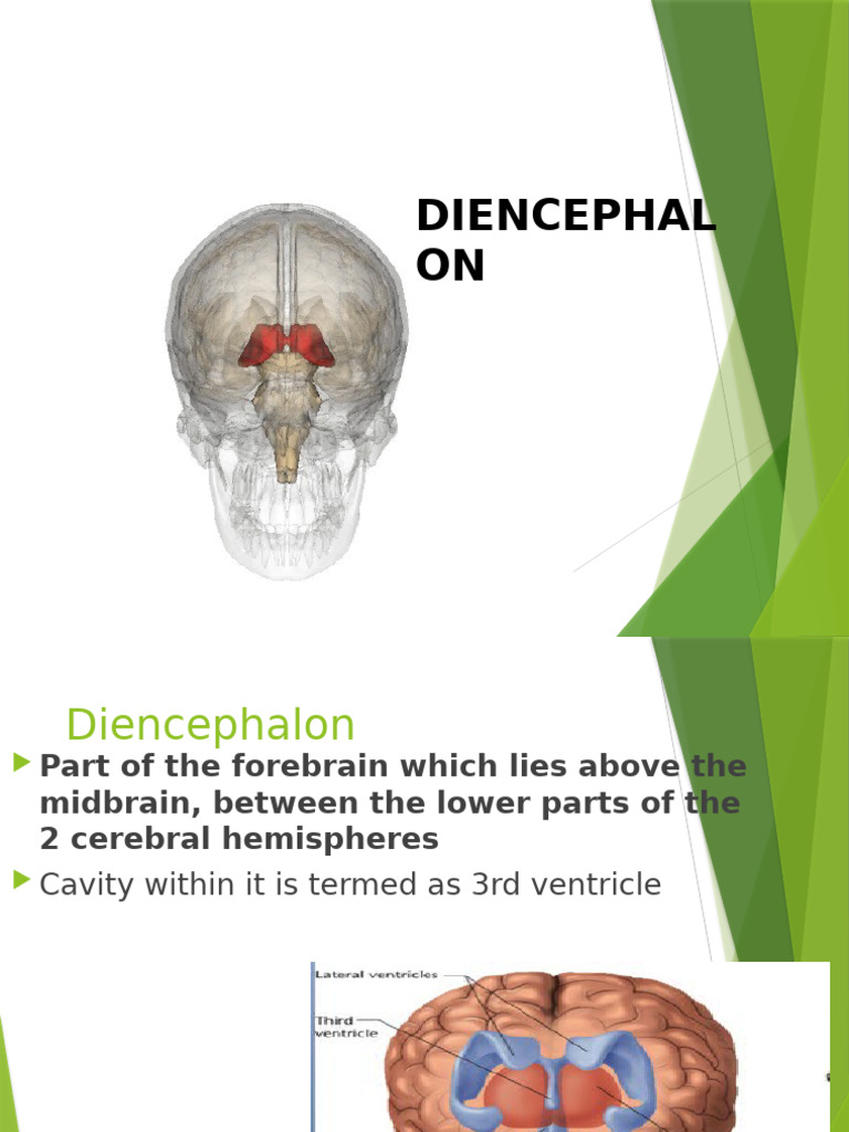 Diencephalon and Meninges | PDF | Thalamus | Hypothalamus