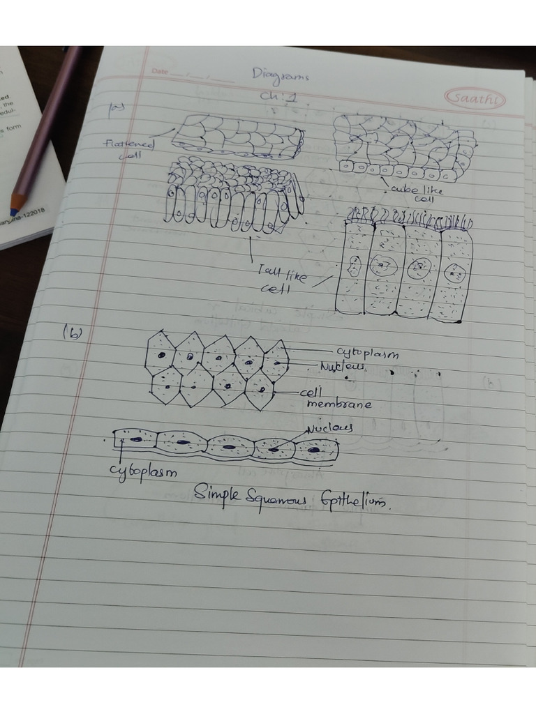 Animal Tissues Diagram - Astha Singh | PDF