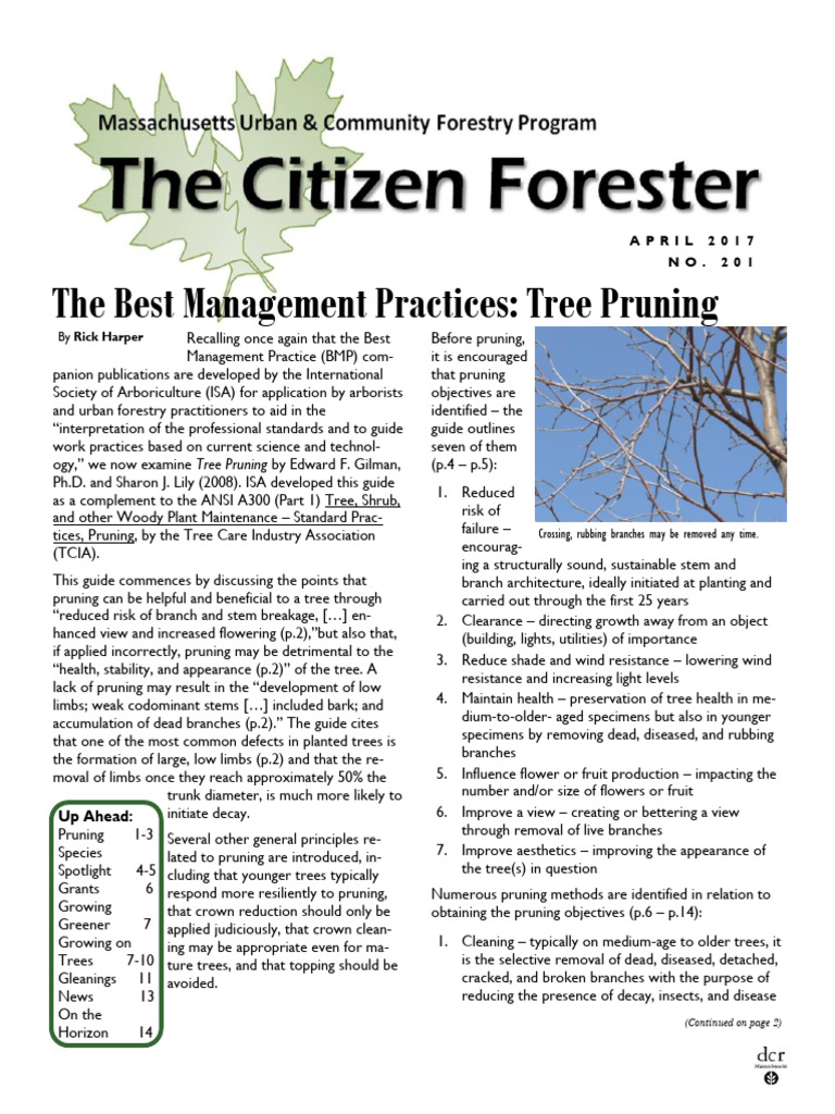 Best Practices for Tree Pruning | PDF | Pruning | Trees
