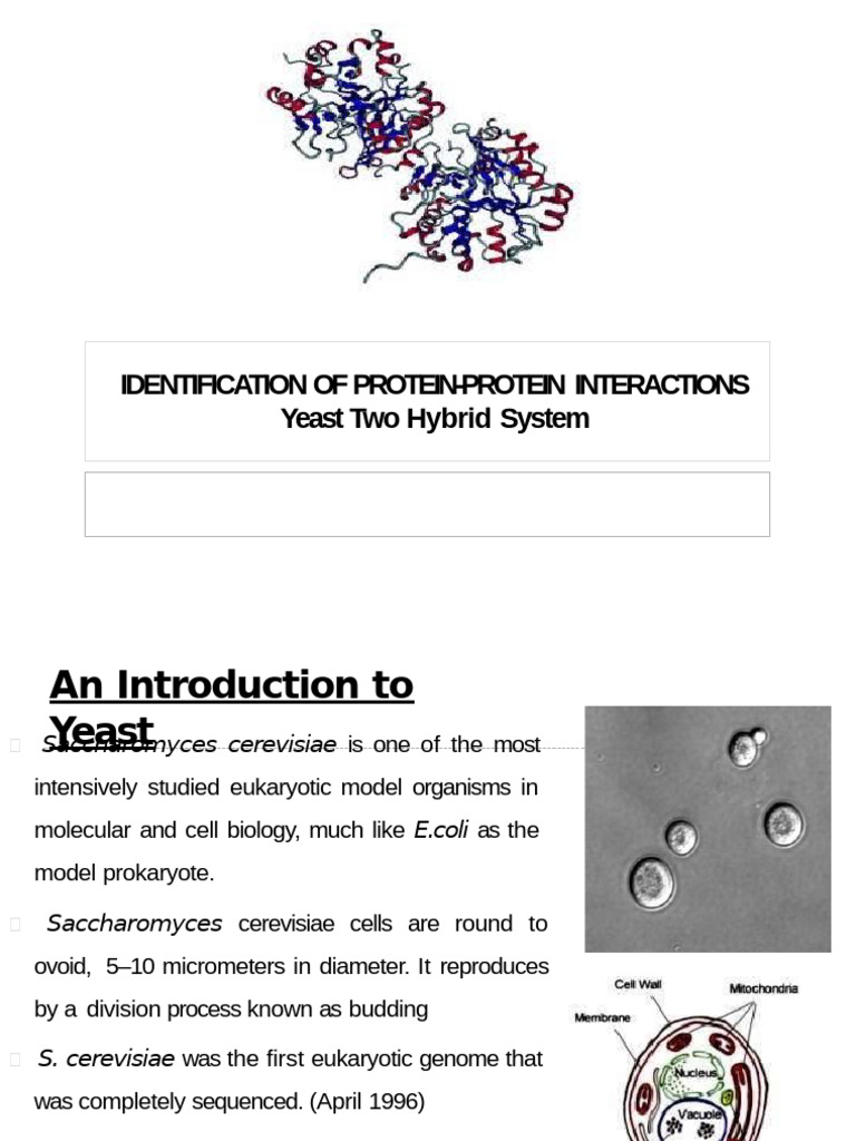 Yeast Two-Hybrid System Overview | PDF | Saccharomyces Cerevisiae ...
