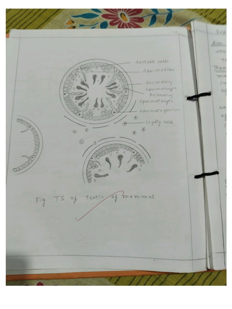 Practical (Zoology) | PDF
