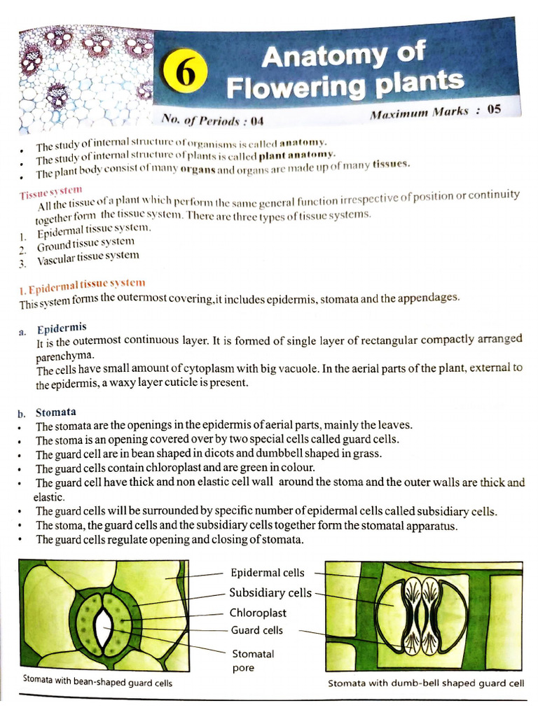 Anatomy of Flowering Plants | PDF