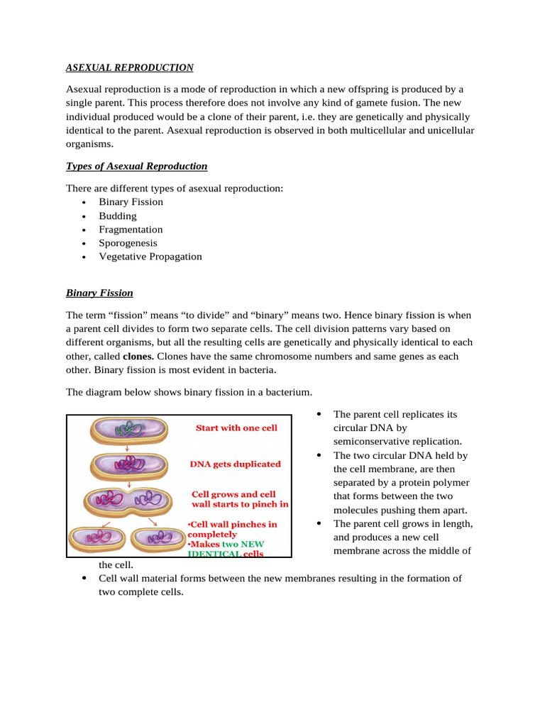Asexual Reproduction: Types and Impacts | PDF | Cell (Biology) | Sexual ...