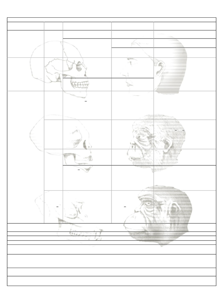 Cryopithecus Dominus and Human Evolution | PDF | Homo | Human Evolution