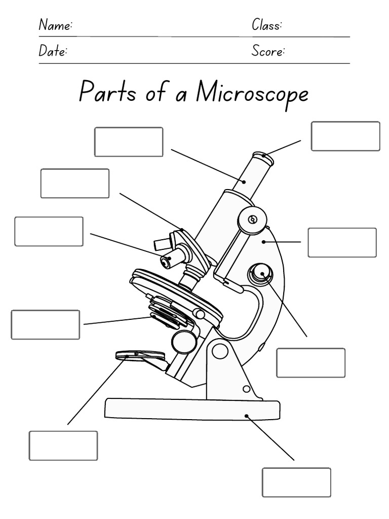 Microscope Parts Labelling Worksheet | PDF