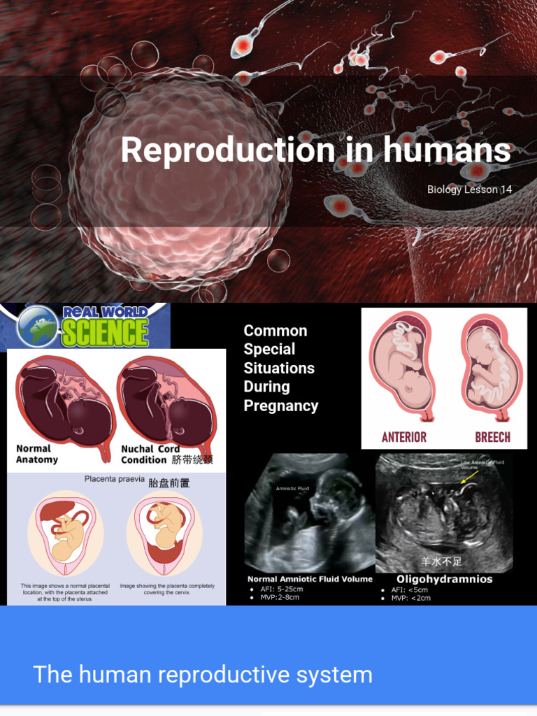 Biology-14 Reproduction in Humans | PDF | Reproductive System ...