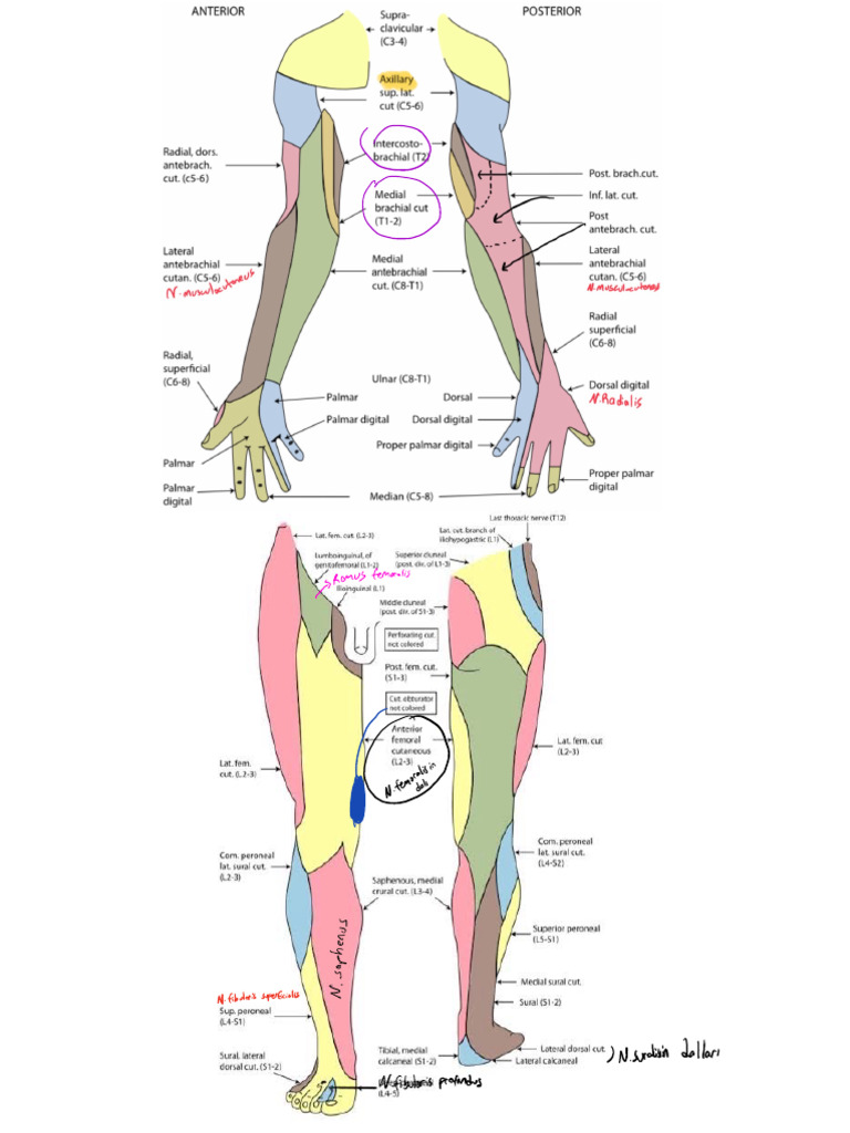 Dermatom | PDF
