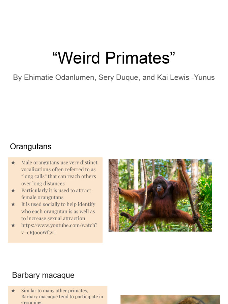 Weird Primates | PDF