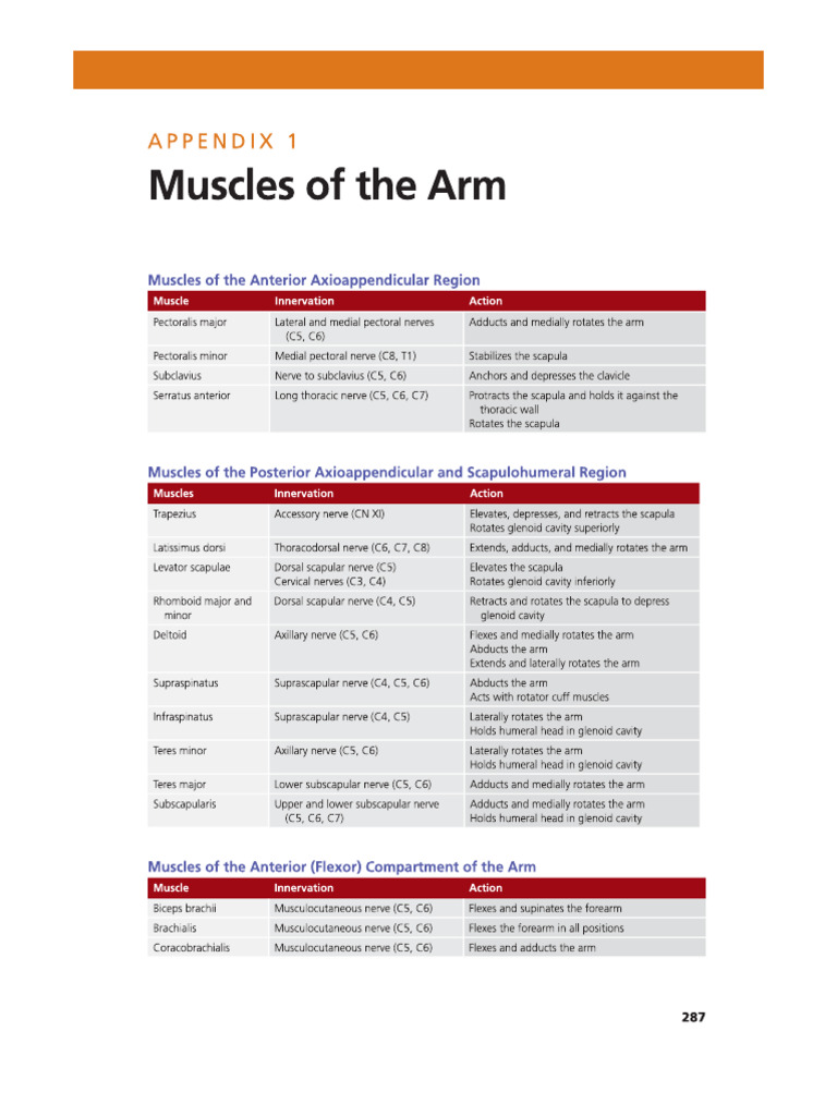 Muscle Tables | PDF