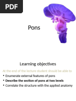 Anatomy and Function of the Pons | PDF | Brainstem | Human Anatomy