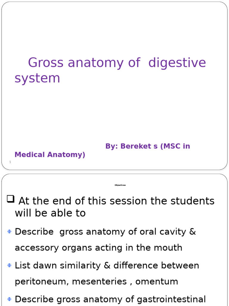 Anatomy of the Abdominal Cavity | PDF | Peritoneum | Stomach