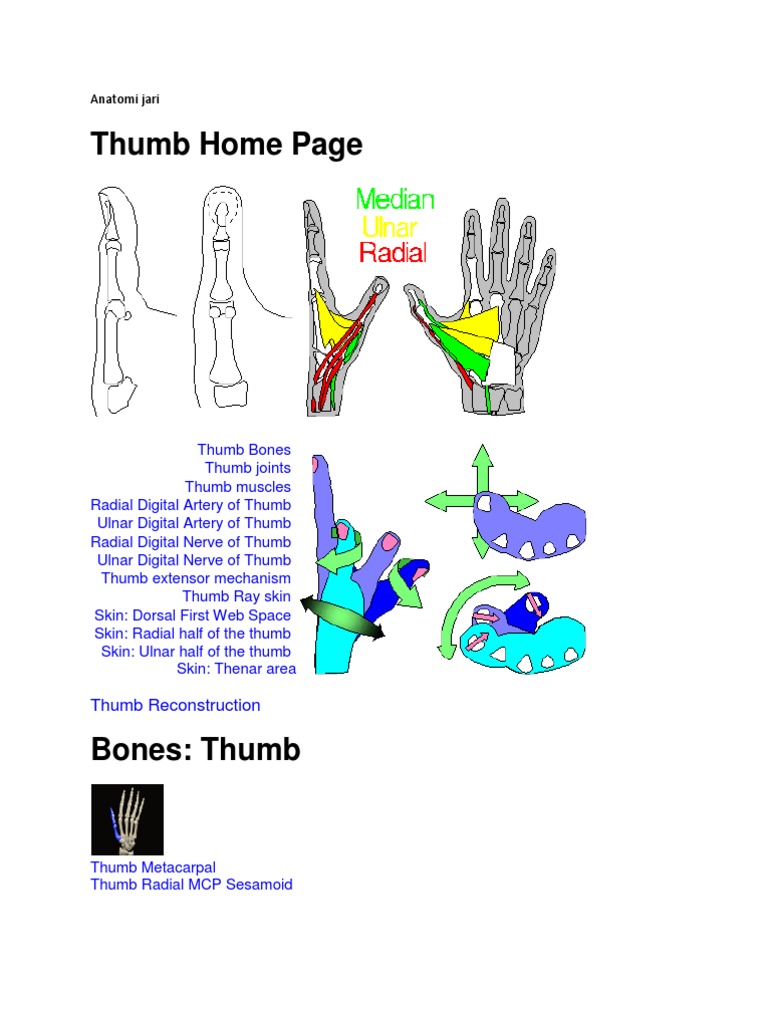 Thumb Anatomy Guide - Bones, Joints, Muscles & More | PDF | Thumb | Finger