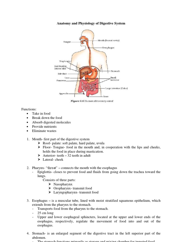 Anatomy and Physiology of Digestive System | PDF | Stomach | Pancreas