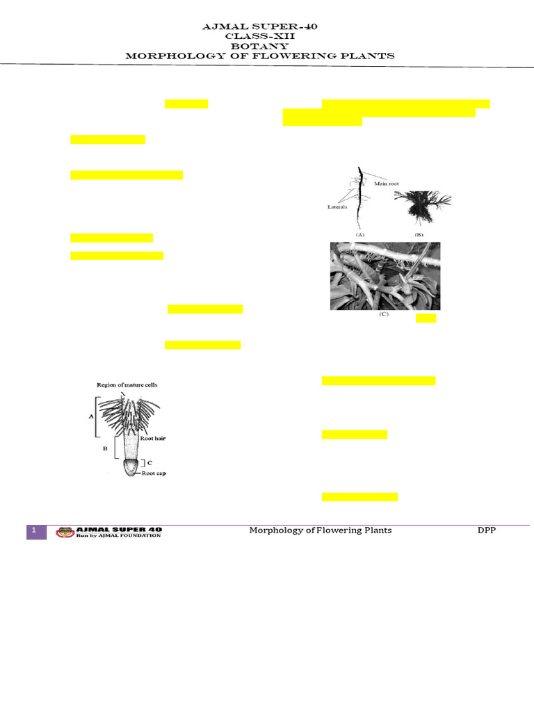 Plant Morphology Basics | PDF | Leaf | Flowers