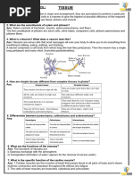 Tissues Work Sheet - Answer Key | PDF | Tissue (Biology) | Anatomy