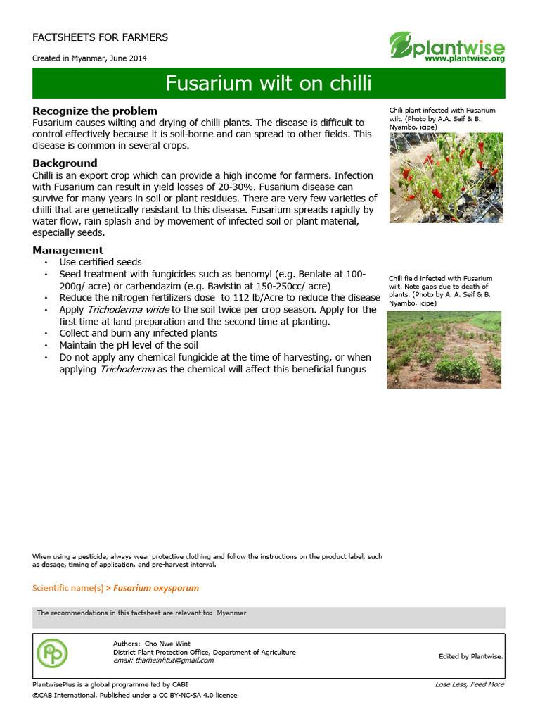 Cho Nwe Wint Fusarium Wilt On Chilli | PDF | Chili Pepper | Soil
