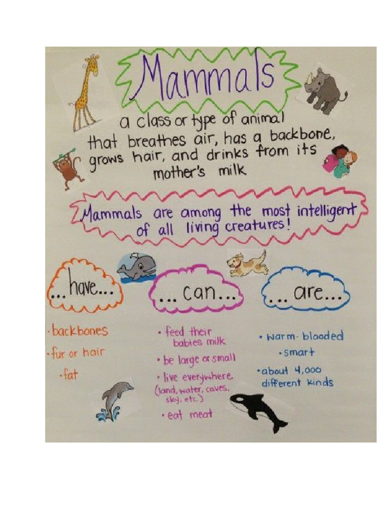 Animal Classification - Poster | PDF