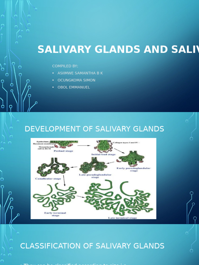 Salivary Glands AND Saliva: Compiled by Asiimwe Samantha B K Ocungkoma ...