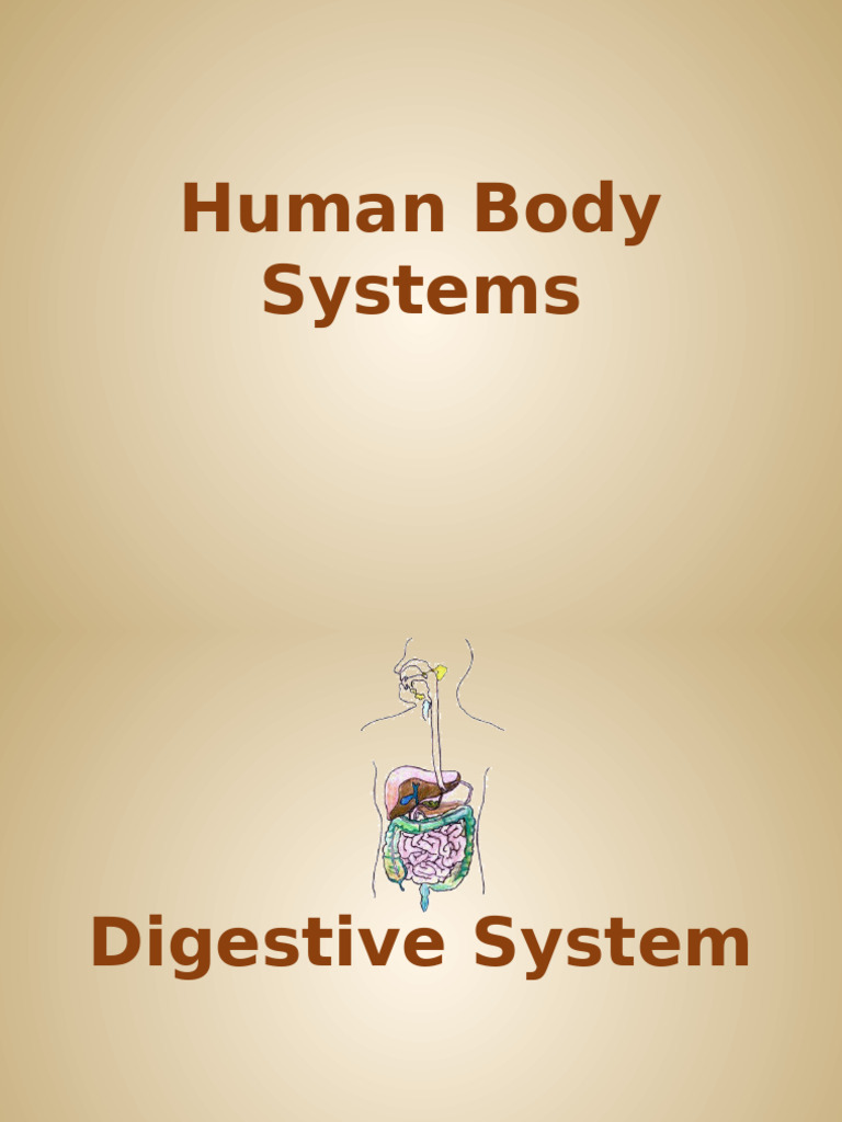 Overview of Human Body Systems | PDF | Digestion | Human Body