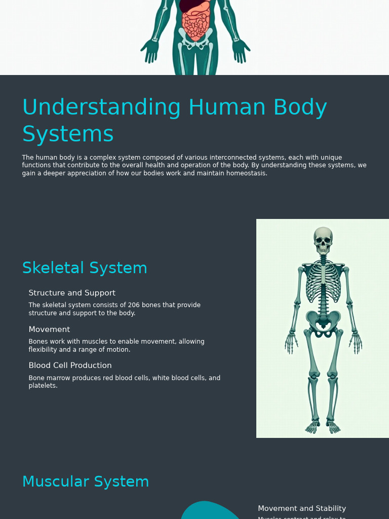 Human Body Systems Overview | PDF | Human Body | Heart