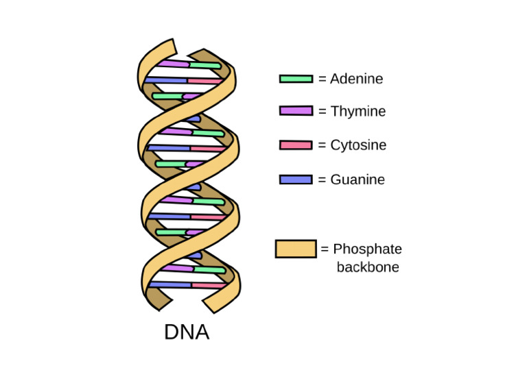 Dna | PDF