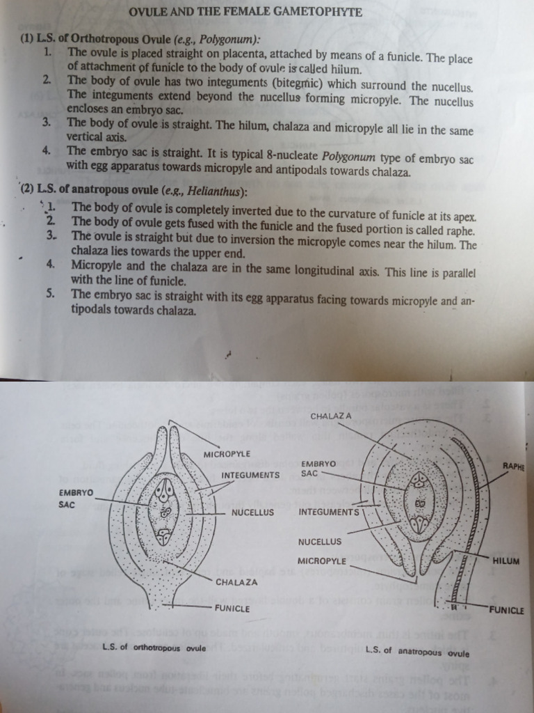 Ovule & Female Gametophyte | PDF | Anatomy | Biological Processes