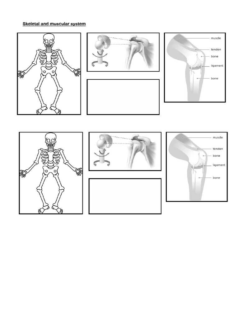 Skeletal and Muscular System | PDF