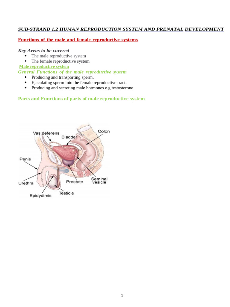 Human Reproductive Systems Overview | PDF | Menstrual Cycle | Multiple ...