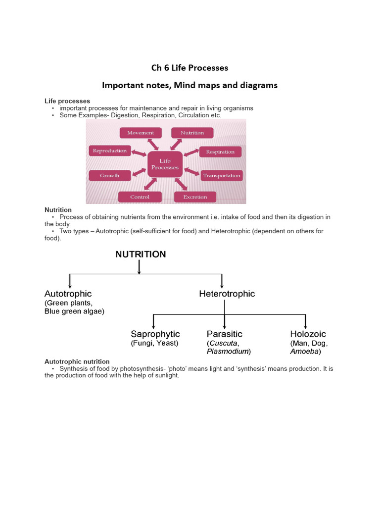 Life processes notes class 10 biology notes | PDF | Digestion | Blood
