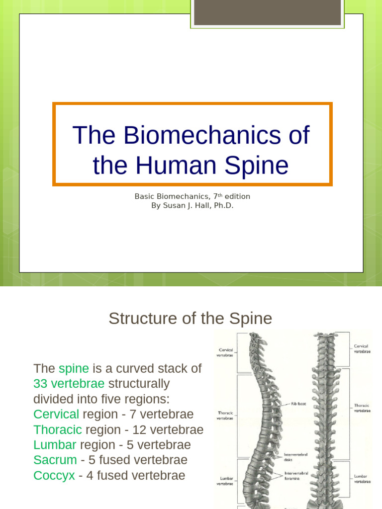Human Spine Biomechanics Overview | PDF | Vertebra | Musculoskeletal System